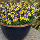 Виола рогатая (Viola cornuta) Sorbet Orange Jump Up, 100 семян