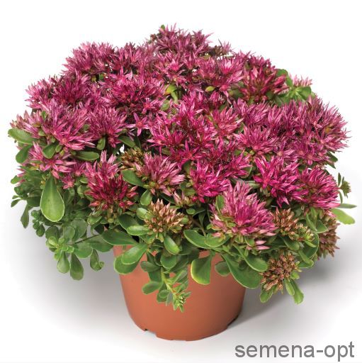 Седум ложный (Sedum spurium) Solarity, 500 семян