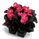 Бегония вечноцветущая (Begonia semperflorens) Senator Scarlet F1 , 250 ...
