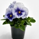 серия Inspire Plus